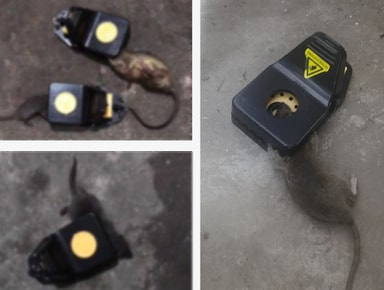 Musfällor för hemmet 4-pack Svart S - Elgiganten - Elgiganten